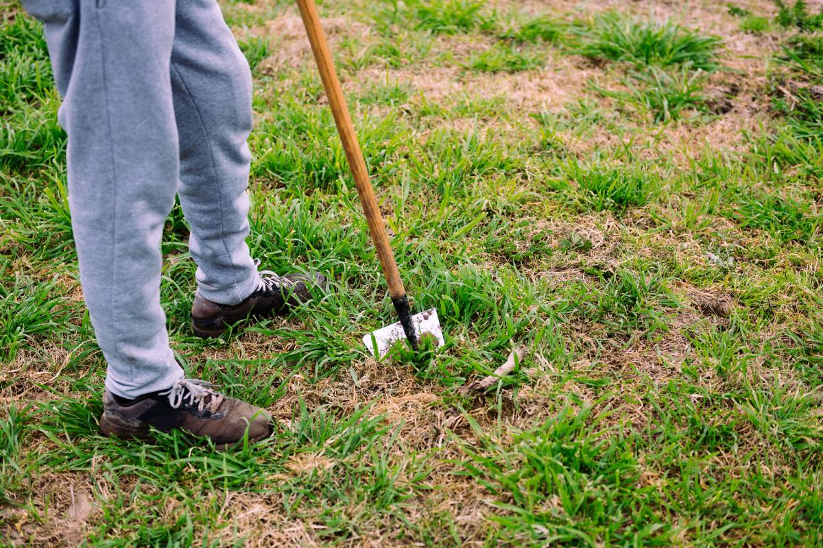9 Common Lawn Problems and How to Tackling Them