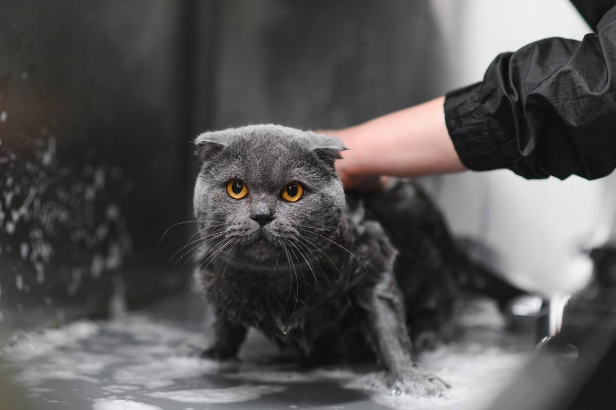 3 Reasons Why You Should Know Before Bathing Your Cat